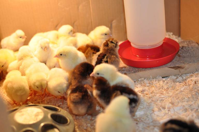 baby chicks | Just Two Farm Kids