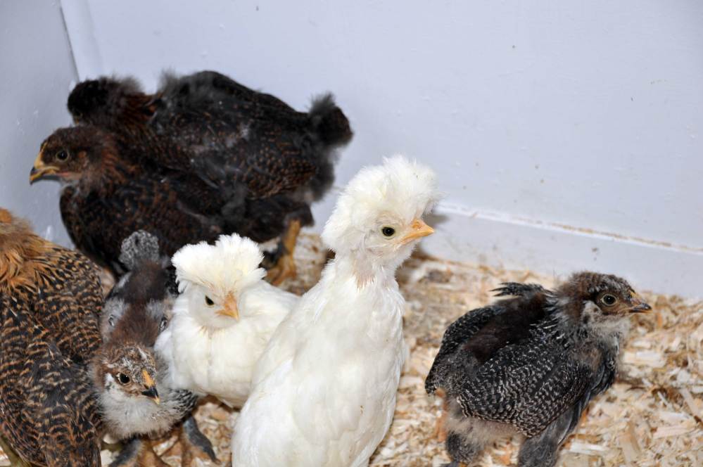More Chickens…Whether we need them or not | Just Two Farm Kids